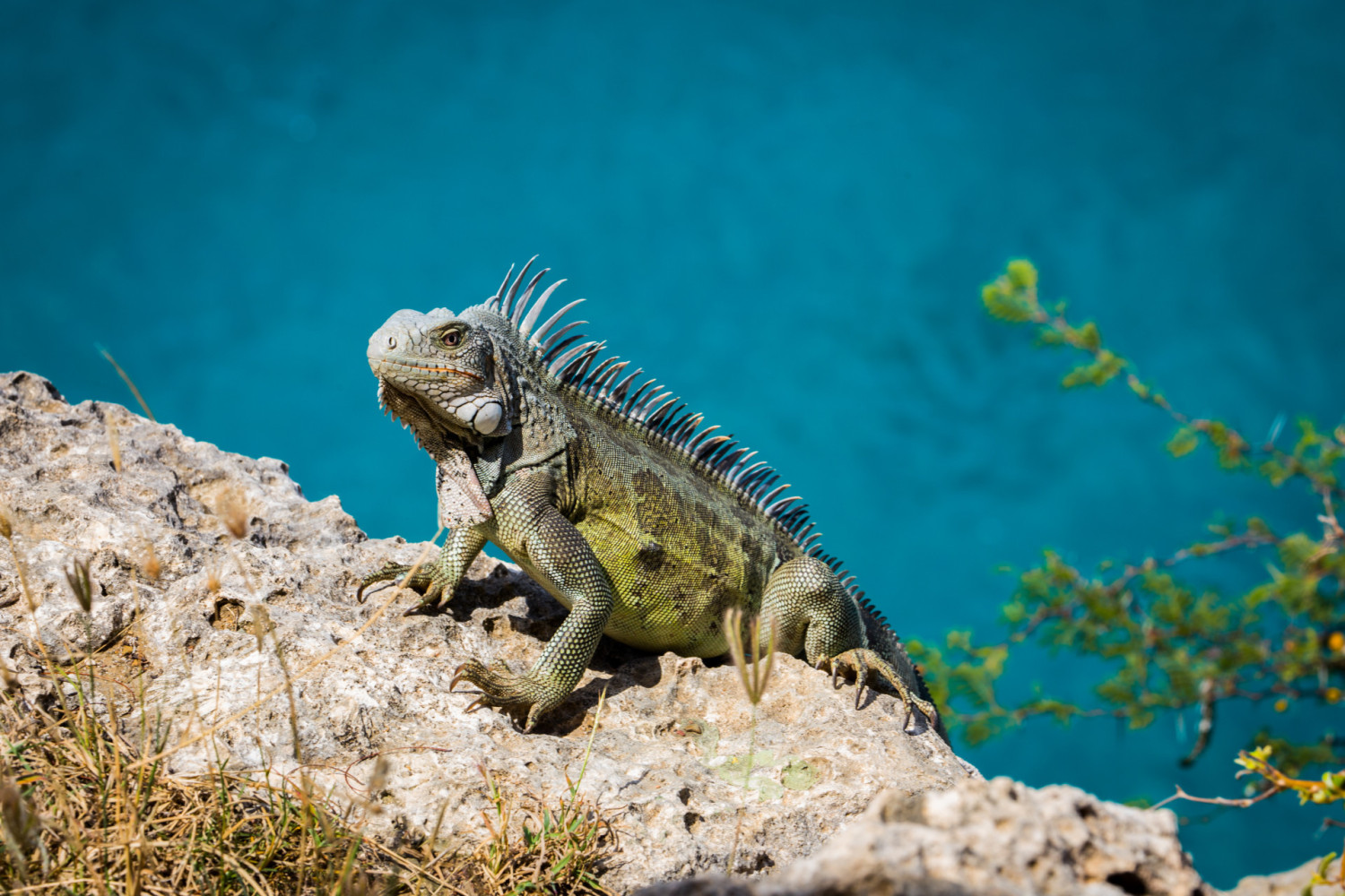 Over ons - BnB service Curaçao | Vakantiehuizen op Curaçao